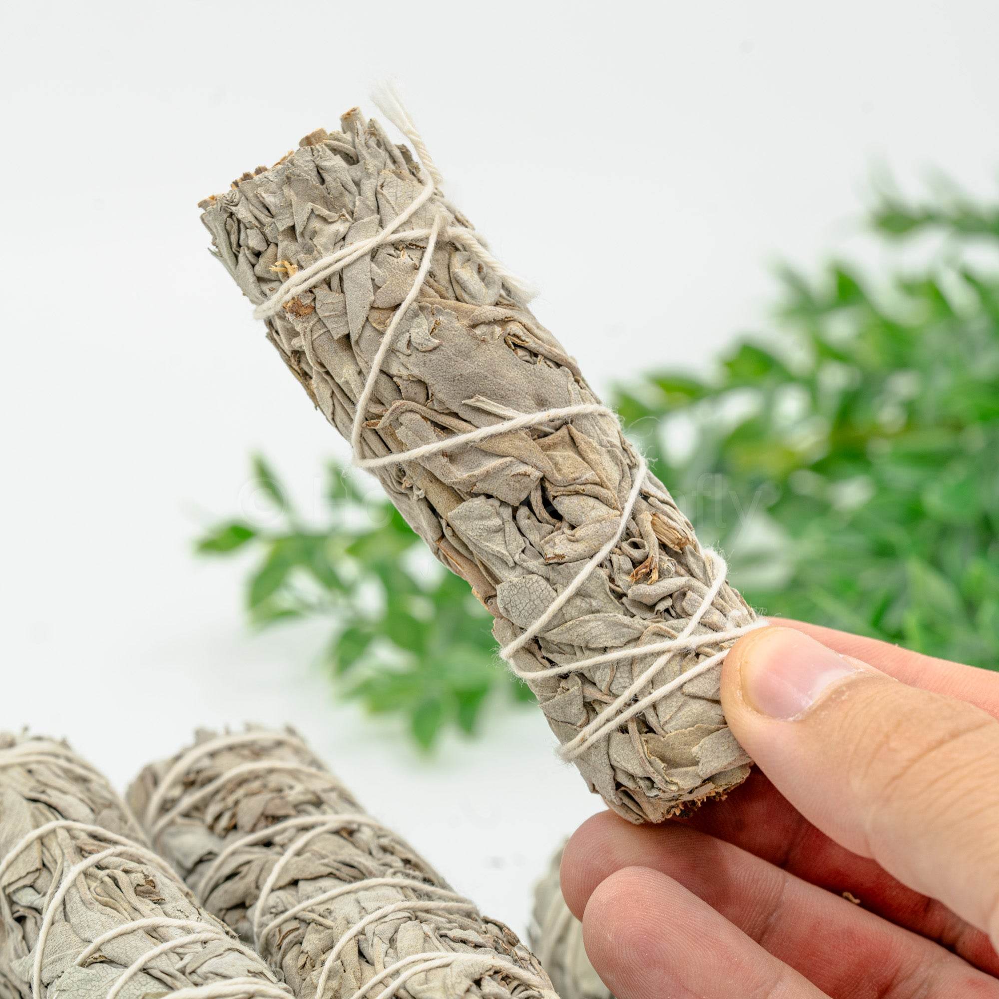 Magiškas Baltasis Šalavijas 25g - White Sage | Holy Dragonfly
