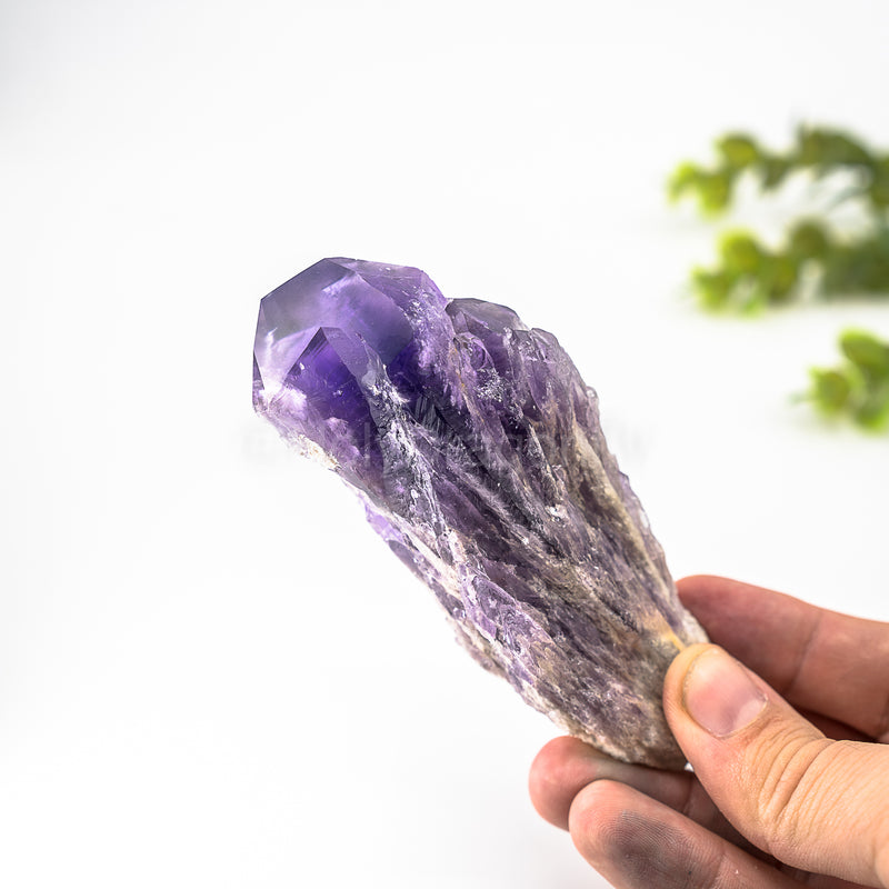 Ametistas Bahia Kristalas "Drakono Dantys" - Holy Dragonfly