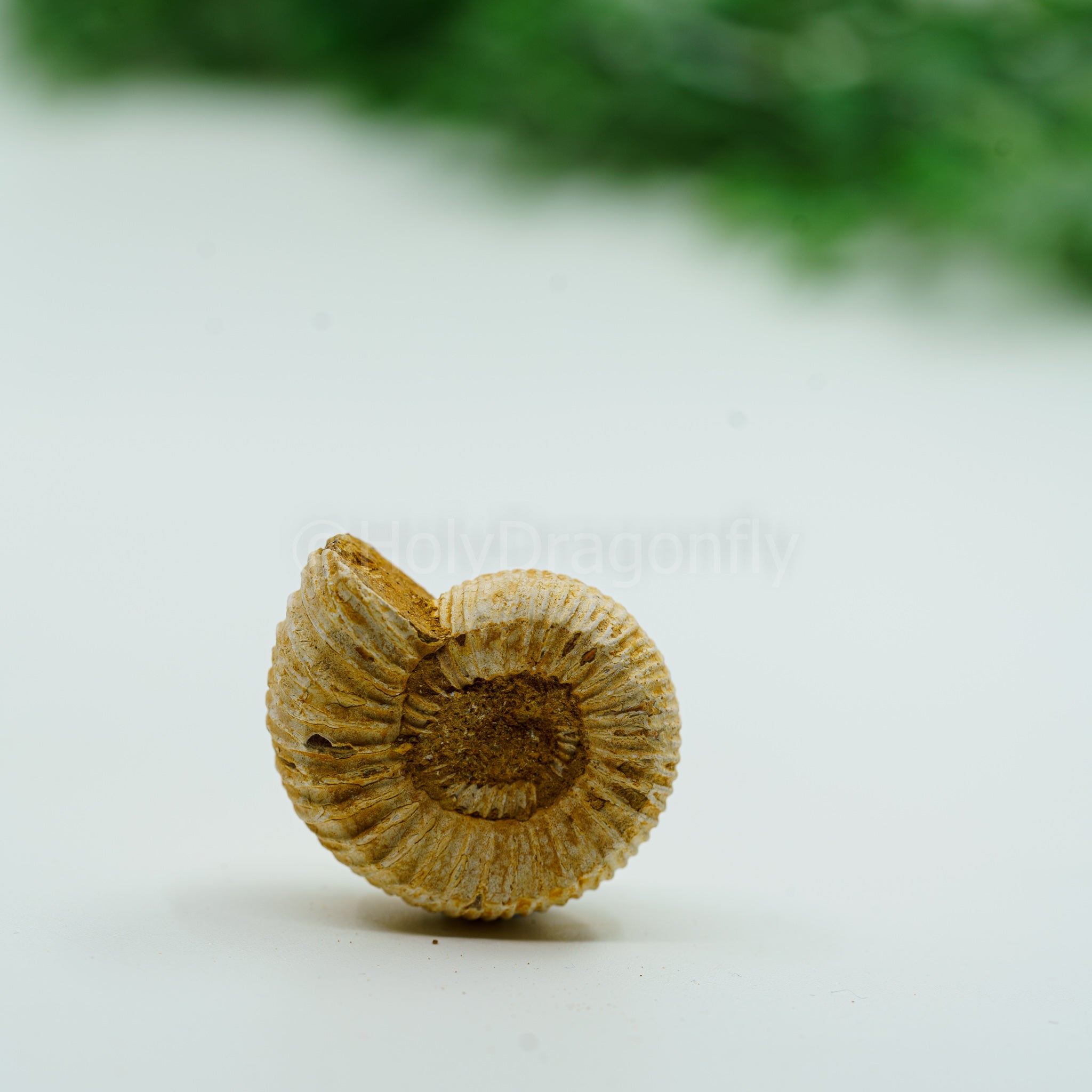 Fosilija amonitas "Perisphinctes" - Holy Dragonfly